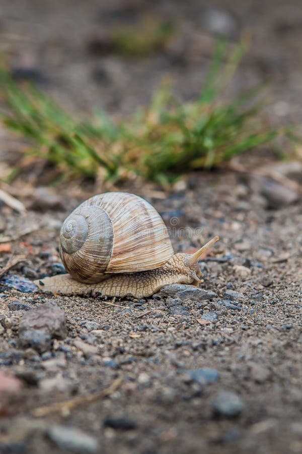 Shot of Snail with a Big Shell on the Rocky Ground Stock Photo - Image ...