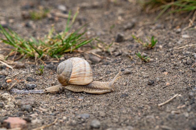 Shot of a Snail with a Big Shell on a Rocky Ground Stock Image - Image ...