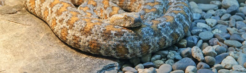 Snake curled up ring stock photo. Image of creature, wildlife - 33662644