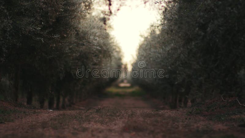 Shot of the Space between Two Rows of Olive Trees, Showing the Details ... Shot of the Space between Two Rows of Olive Trees, Showing the Details ...