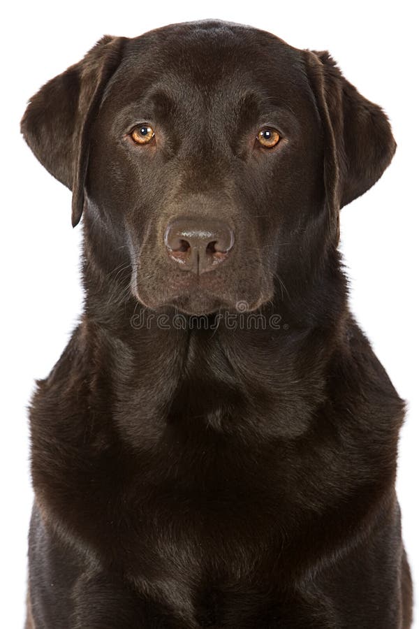 Intelligent Looking Chocolate Labrador Stock Image - Image of canine ...