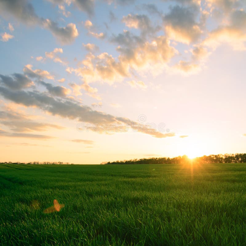 Sunset over field stock photo. Image of agriculture - 209795606