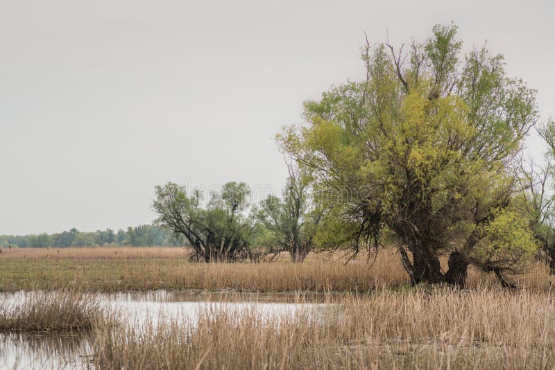 Shot of Swamp in Spring with Early Green Leafs and Dryed Branches in ...