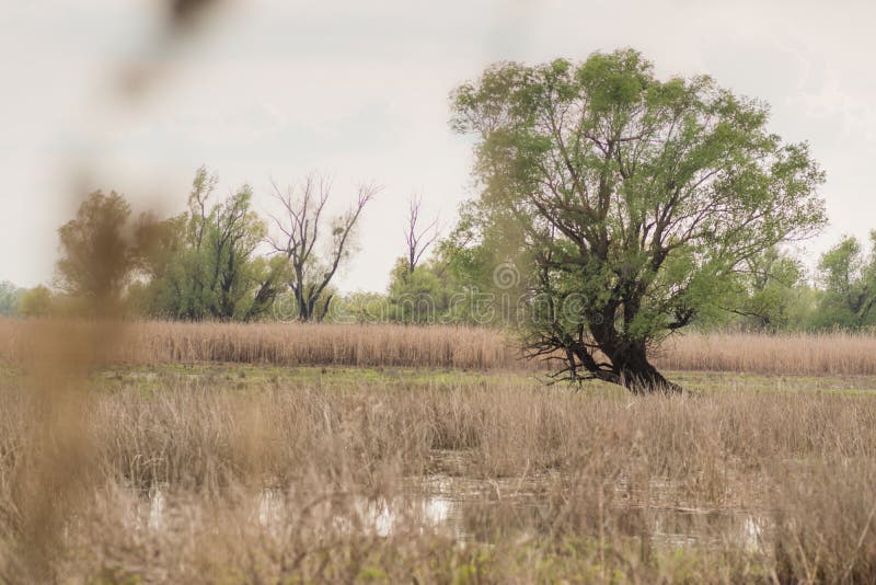 Shot of Swamp in Spring with Early Green Leafs and Dryed Branches in ...
