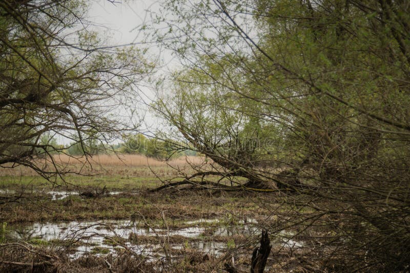 Shot of Swamp in Spring with Early Green Leafs and Dryed Branches in ...