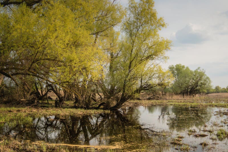 Shot of Swamp in Spring with Early Green Leafs and Dryed Branches in ...