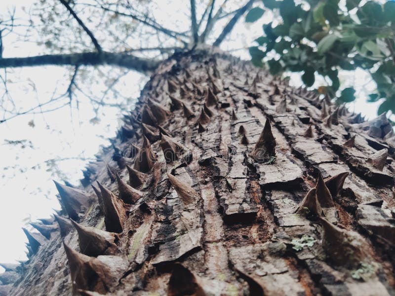 Bottom Angle with Landscape View of Green Lime Tree Branch with a White ...