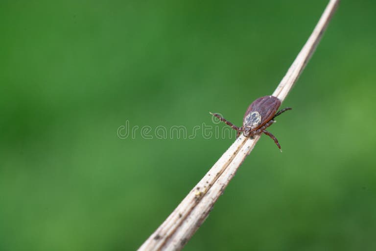 Tick on straw stock photo. Image of borreliosis, macro - 225016372