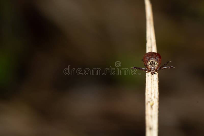 Tick on straw stock image. Image of nature, lyme, bite - 225016335