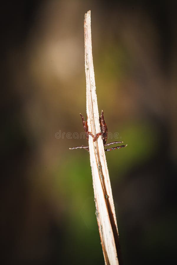Tick on straw stock image. Image of arachnid, skin, pest - 225016361