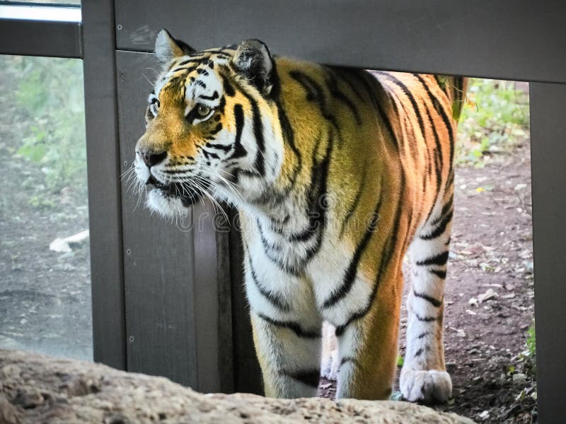 Shot of a tiger stock photo. Image of jungle, beauty - 132676858