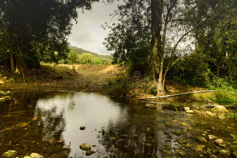 Shot of a Tiny River in Nature Stock Image - Image of plant, water ...