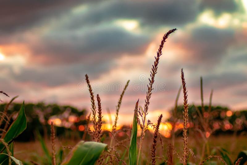Sunset corn field stock photo. Image of city, tones - 159032756