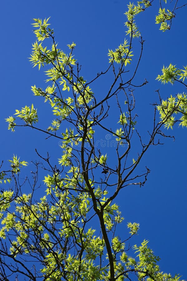 Shot of Tree Branches with Green Leaves Against a Blue Sky Stock Image ...