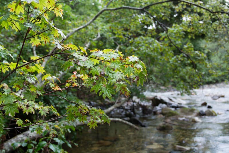 Shot of the Tree Branches Hanging Over River Stock Photo - Image of ...
