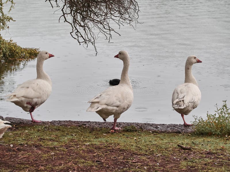 Shot of Tree Ducks in Cardiff Roath Park Stock Image - Image of ...
