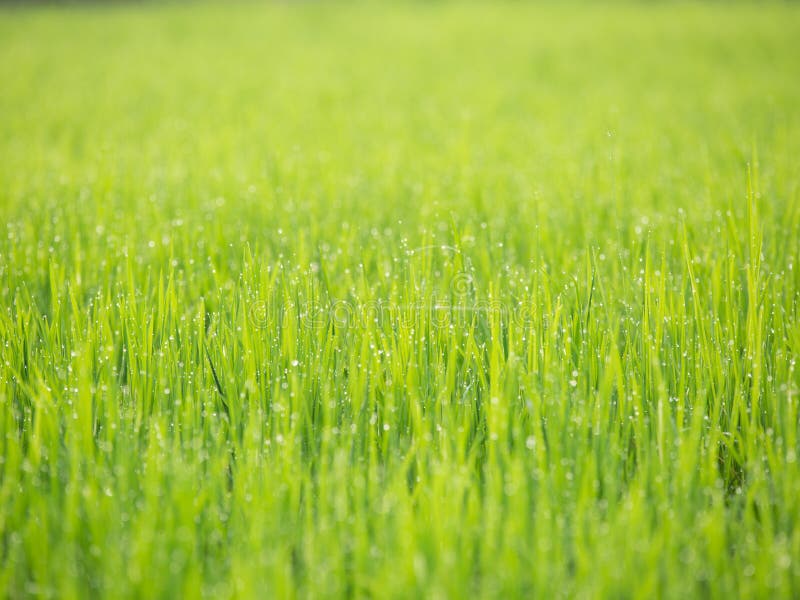 Paddy Tree stock image. Image of green, tree, paddy - 145835121