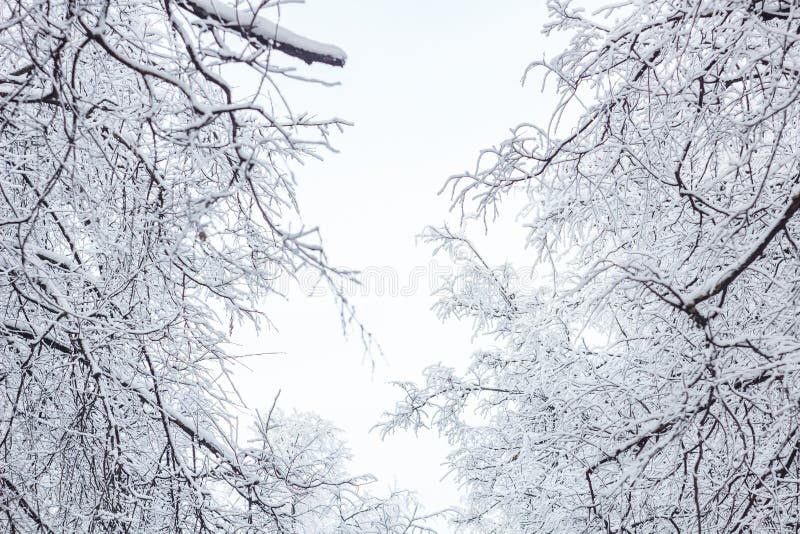 Shot of Trees Under the Snow in Winter, Bottom View Stock Image - Image ...