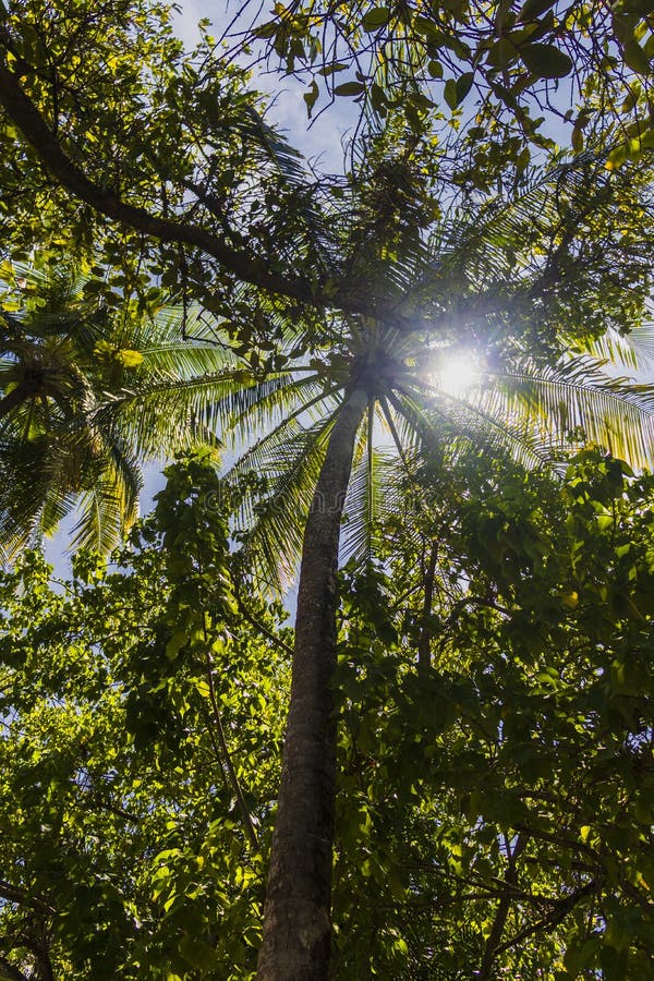 Shot of a Tropical Trees. Outdoors Stock Photo - Image of palm, jungle ...