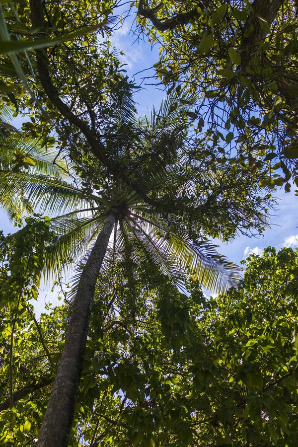 Shot of a Tropical Trees. Outdoors Stock Photo - Image of plants ...