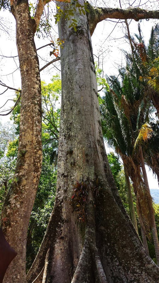 Shot of a Trunk of a Tree in the Park. Outdoors Stock Image - Image of ...