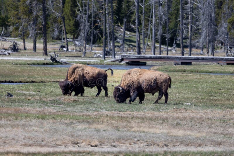 Shot of Two Bison Strolling in a Field by Water and Trees Stock Image ...