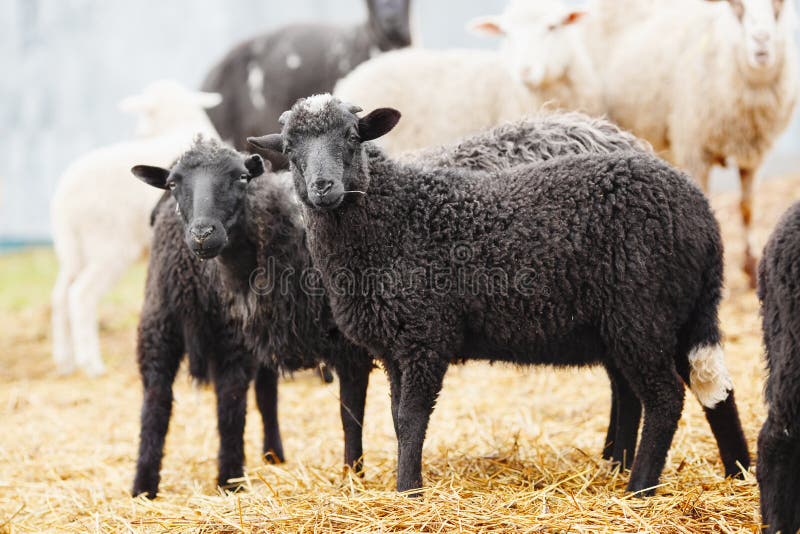 Shot of Two Black Sheep. Domestic Animals in the Paddock Stock Image ...