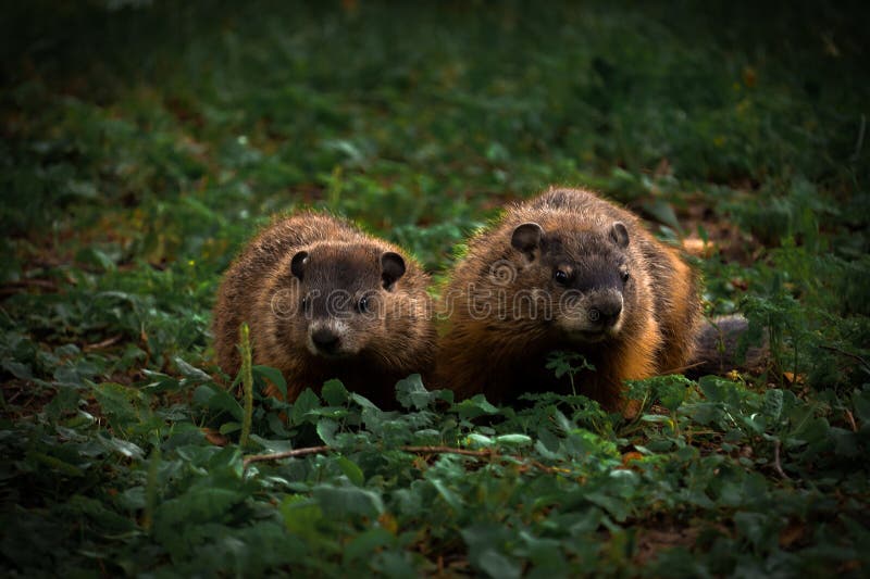 Shot of Two Brown Marmots Walking Together in a Field Stock Photo ...
