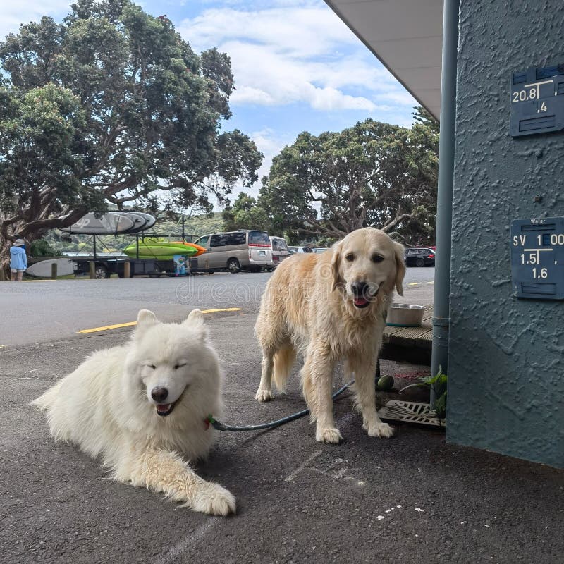 Shot of the Two Cute, White Dogs in the Street Stock Photo - Image of ...