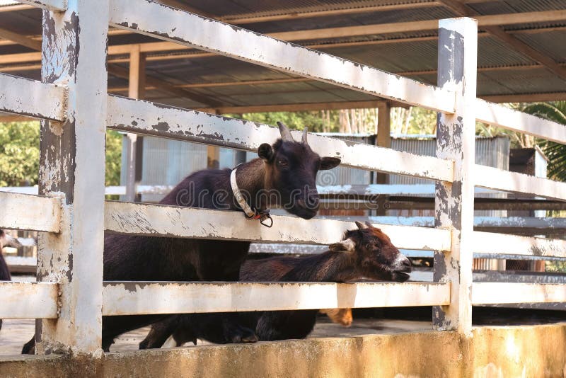 Shot of Two Dark-colored Goats Standing Together Stock Image - Image of ...