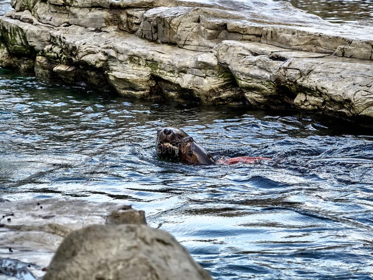 Shot of Two Seals Playing Together Stock Image - Image of holiday ...