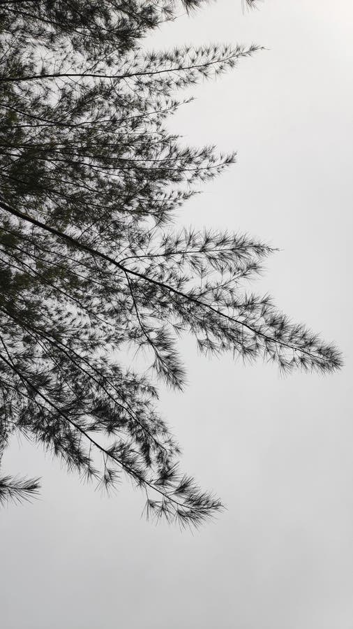 Shot from under the tree stock photo. Image of flower - 204043658