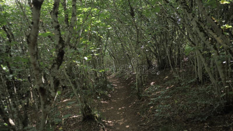 Shot of a Very Narrow Alley in a Dense Forest. Stock Video - Video of ...