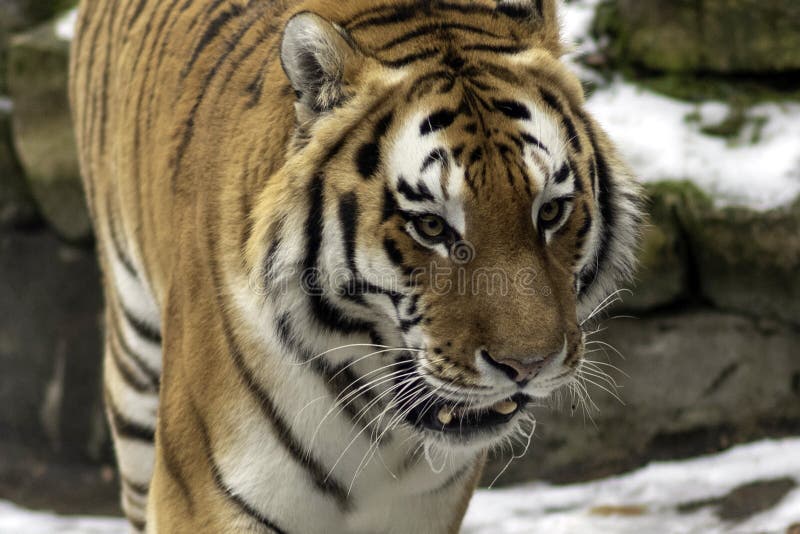 Tiger in Riga Zoo stock photo. Image of walking, riga - 270320018