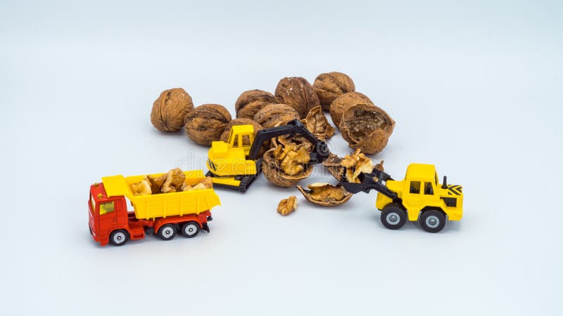 Walnut in Shell Against White Background Stock Image - Image of walnut ...