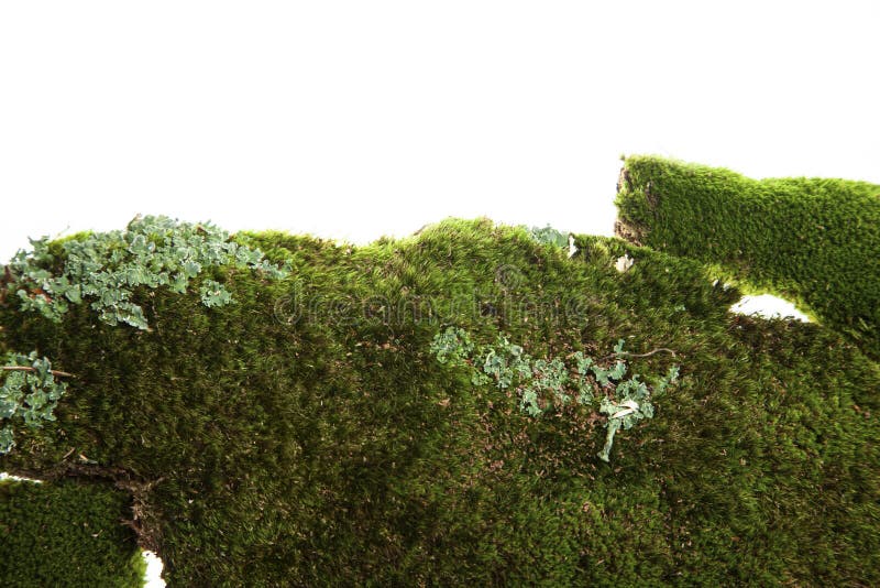 Moss Pieces on White Isolated Background Stock Photo - Image of fresh ...