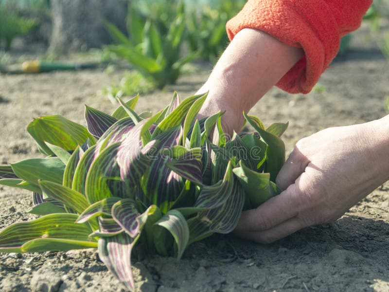 Work in the Garden with Soil and Plants Stock Image - Image of summer ...