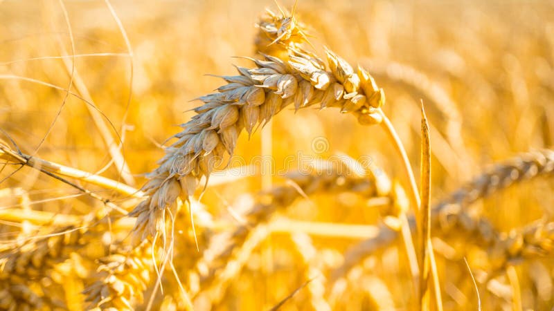 Shot of Yellow Corn Field at the Sunset Stock Image - Image of corn ...