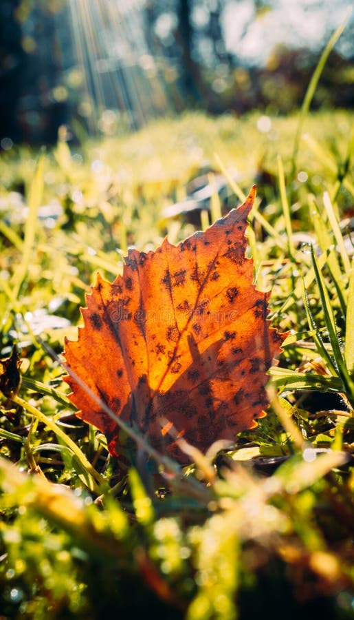 Yellowed leaf stock image. Image of botany, color, fall - 74771825