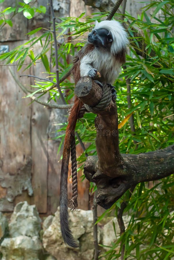 Shot of a Young Monkey of the TamarÃ­n Breed Stock Photo - Image of ...