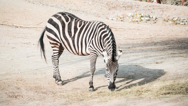 1,036 Sitting Zebra Photos - Free & Royalty-Free Stock Photos from ...