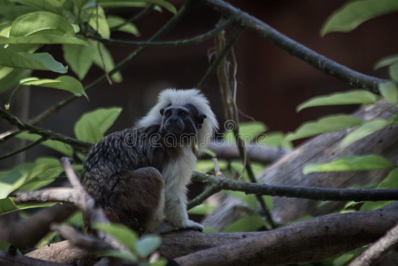 A monkey in the tree stock image. Image of monkey, animal - 167870953