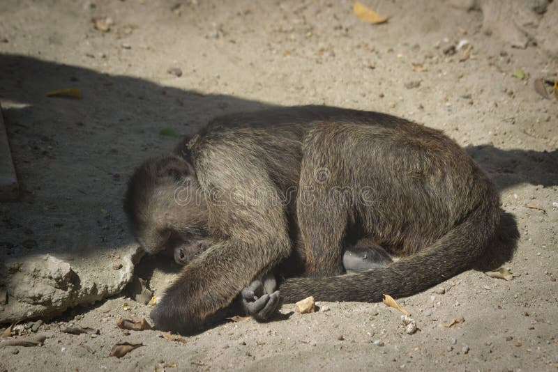 A monkey on a rest stock image. Image of mammal, tree - 167870947