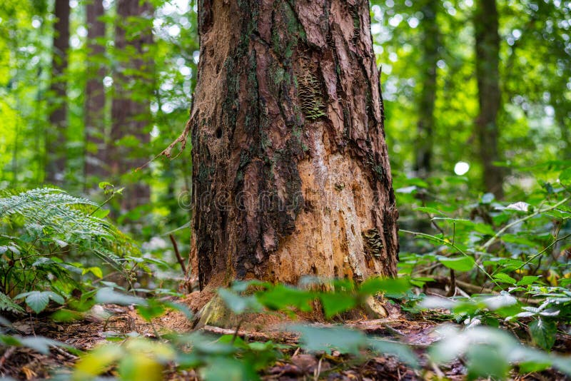 Shots with Depth of Field from German Mixed Forests with Lots of Green ...