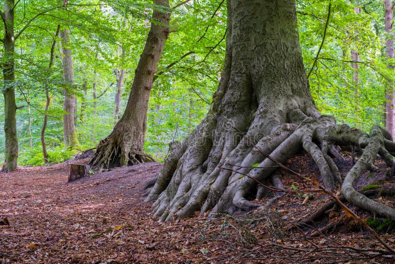 Shots with Depth of Field from German Mixed Forests with Lots of Green ...