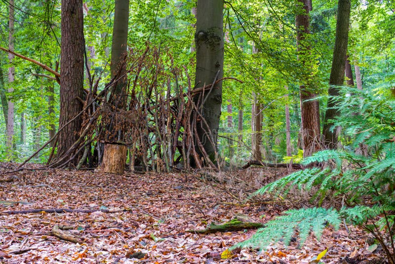Shots with Depth of Field from German Mixed Forests with Lots of Green ...