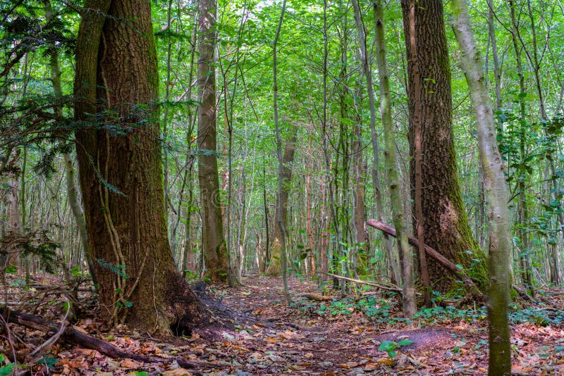 Shots with Depth of Field from German Mixed Forests with Lots of Green ...