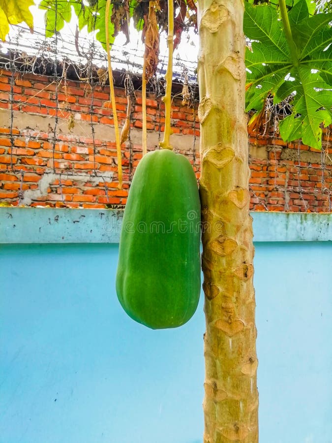 Shots of Green Papaya Fruits on Tree. Stock Image - Image of dish ...