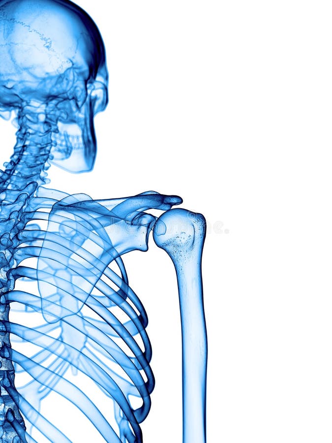 The shoulder stock illustration. Illustration of style - 58776203