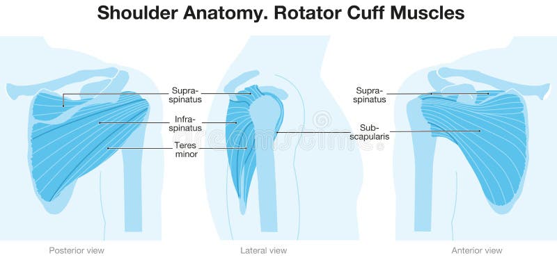 Shoulder Anatomy. Rotator Cuff Muscles. Blue Version Stock Illustration ...